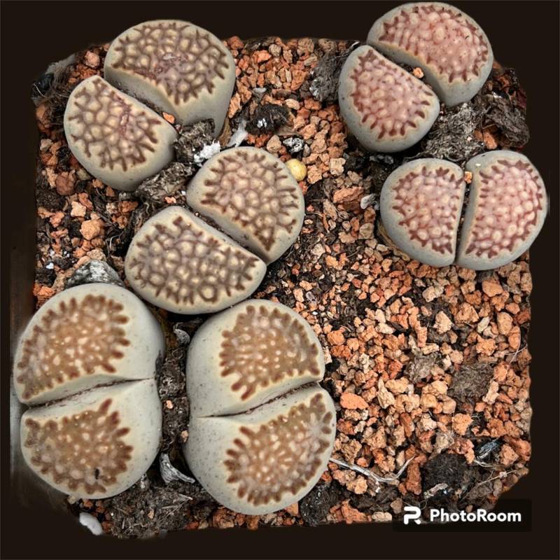 Lithops | Discover Rare Succulent Plants at Vivian Lithops Garden